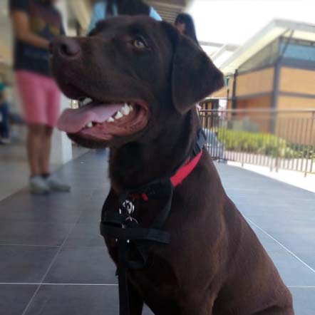 Educadores Caninos | LineUp Dog