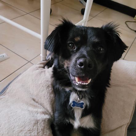 Fabiola & Sebastián - Familia de Jackson | LineUp Dog