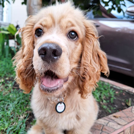 Educadores Caninos | LineUp Dog